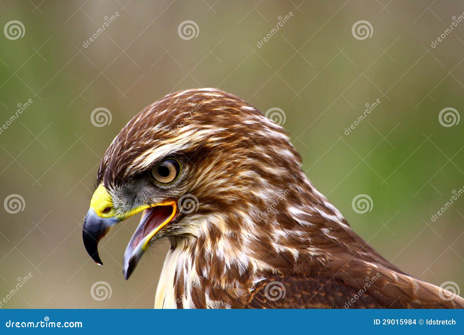 Buzzard stock photo. Image of pink, black, beak, yellow - 29015984