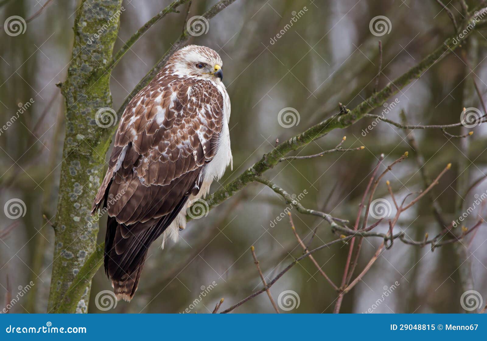 Buzzard stock image. Image of feather, standing, cold - 29048815