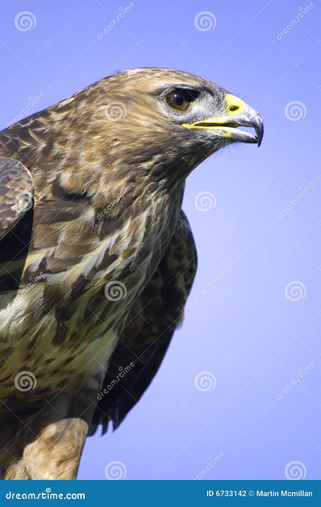 Buzzard stock photo. Image of animal, buzzard, prey, nature - 6733142