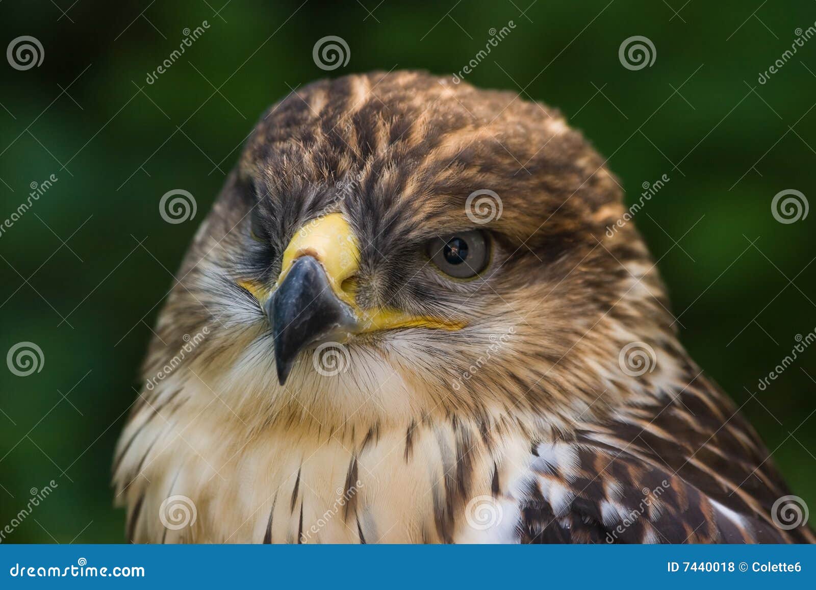 Buzzard stock photo. Image of nature, feather, wildlife - 7440018
