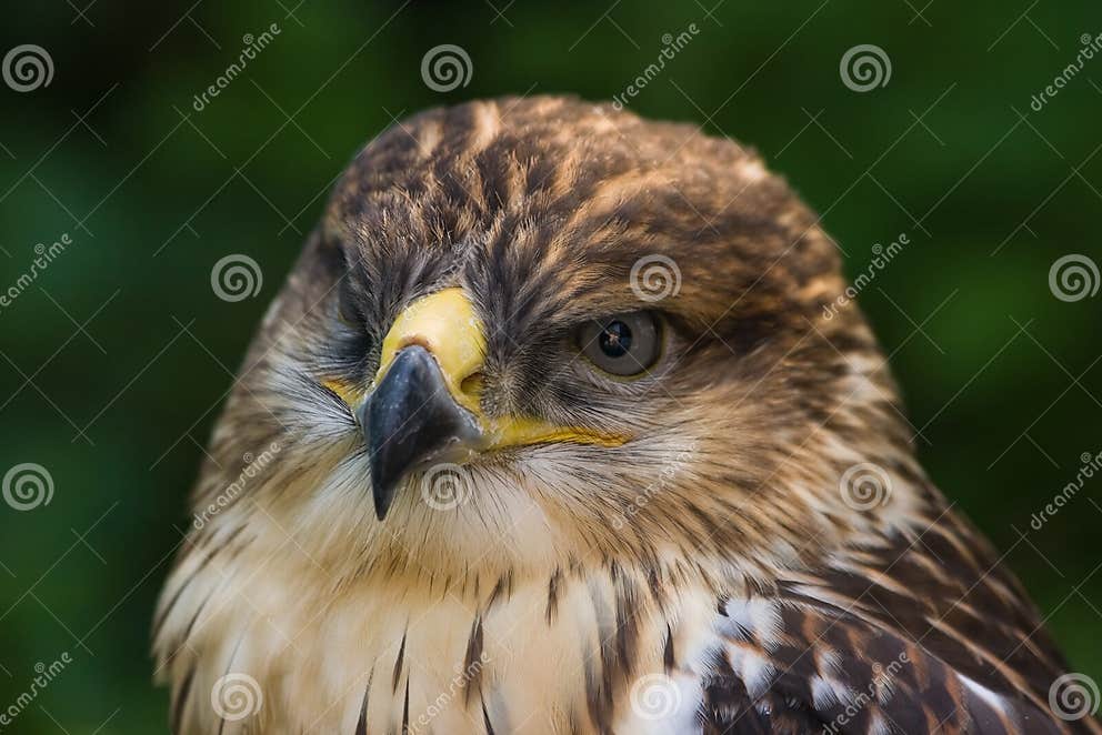 Buzzard stock photo. Image of nature, feather, wildlife - 7440018