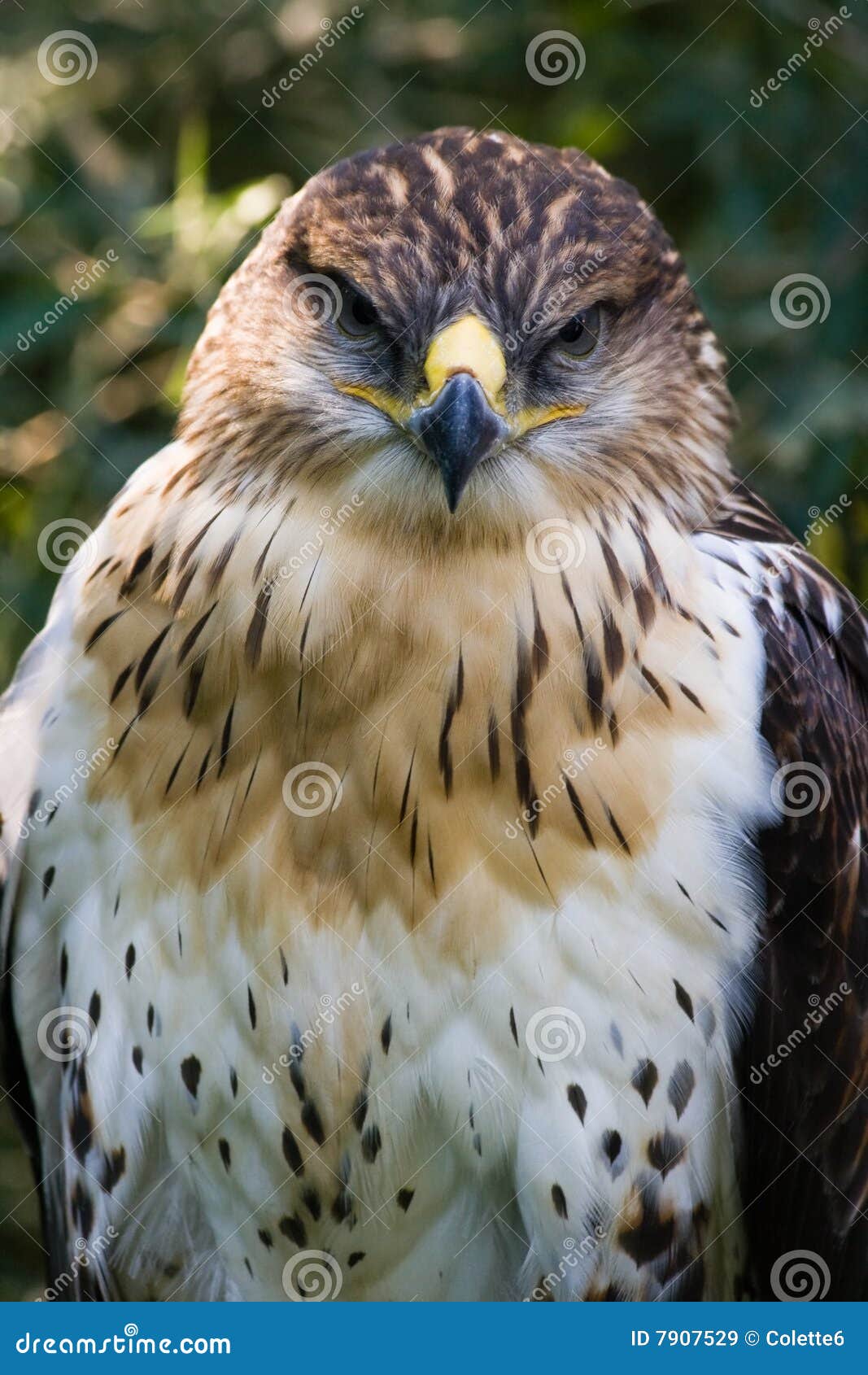 Buzzard stock image. Image of head, carnivore, bird, feather - 7907529