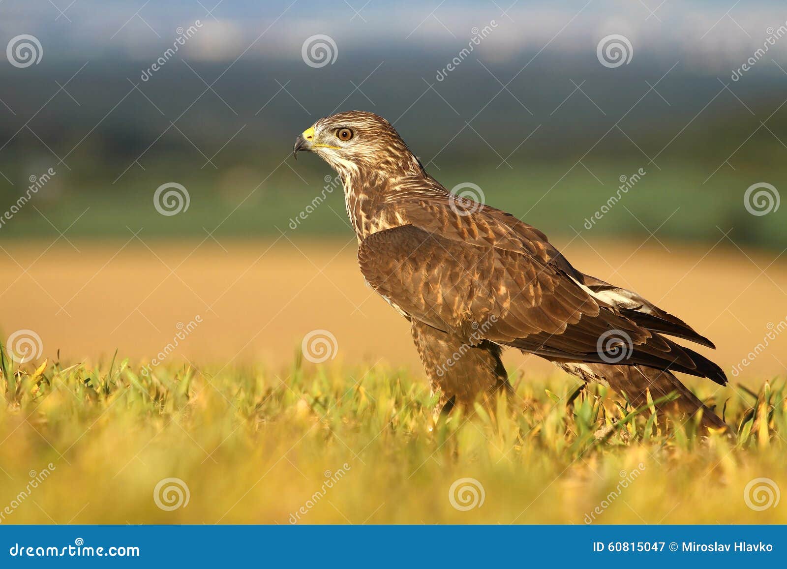 Buzzard on autumn field stock image. Image of bill, dangerous - 60815047