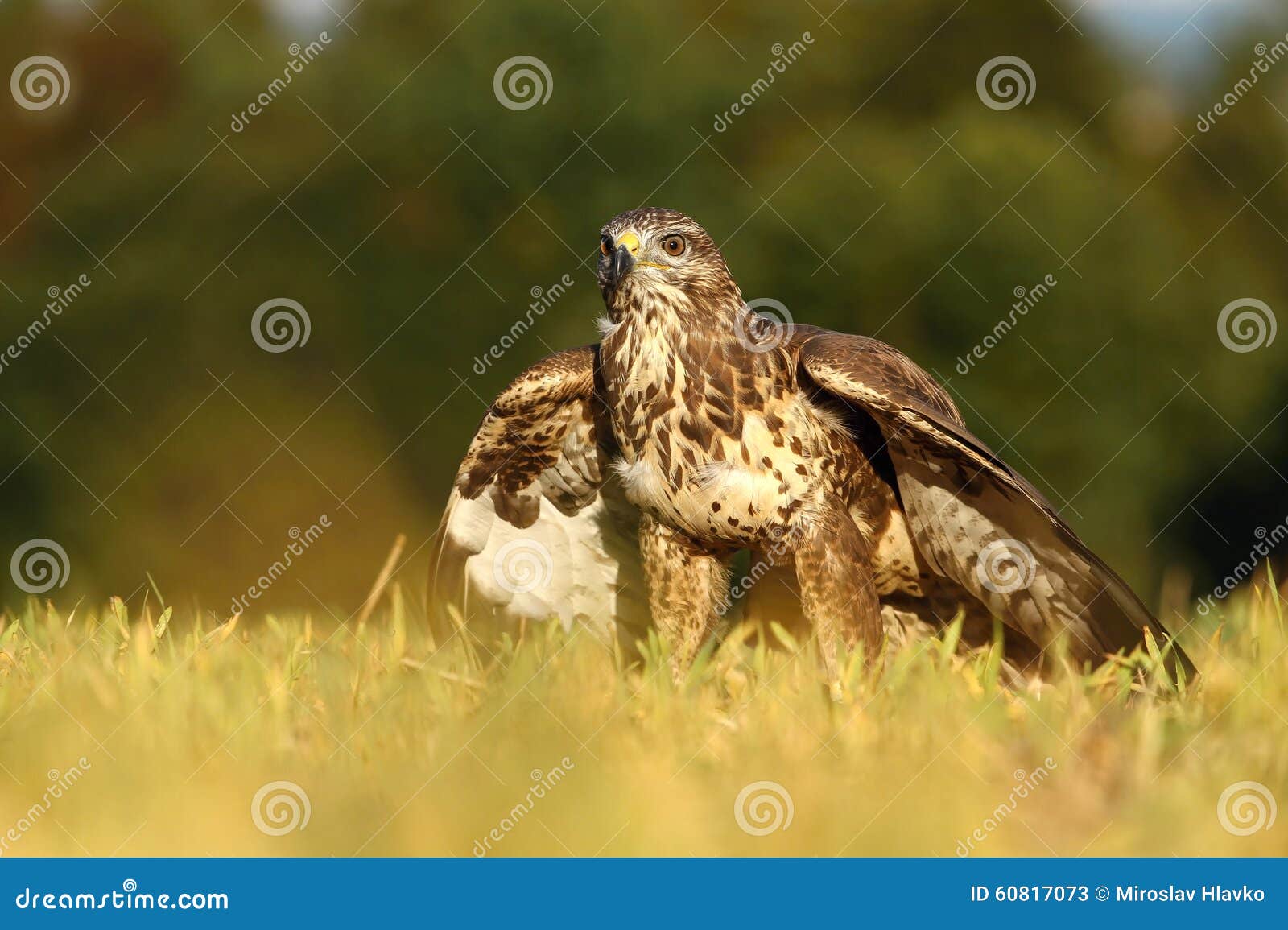 Buzzard stock image. Image of dangerous, wildlife, bill - 60817073