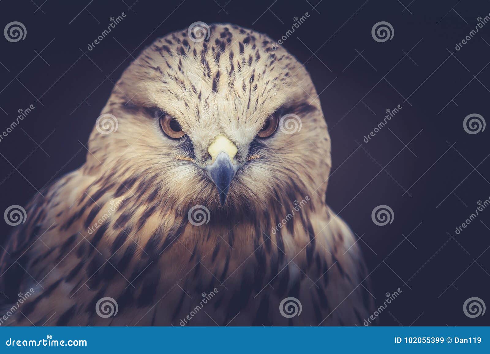 A Buzzard bird stock image. Image of animal, hawk, large - 102055399