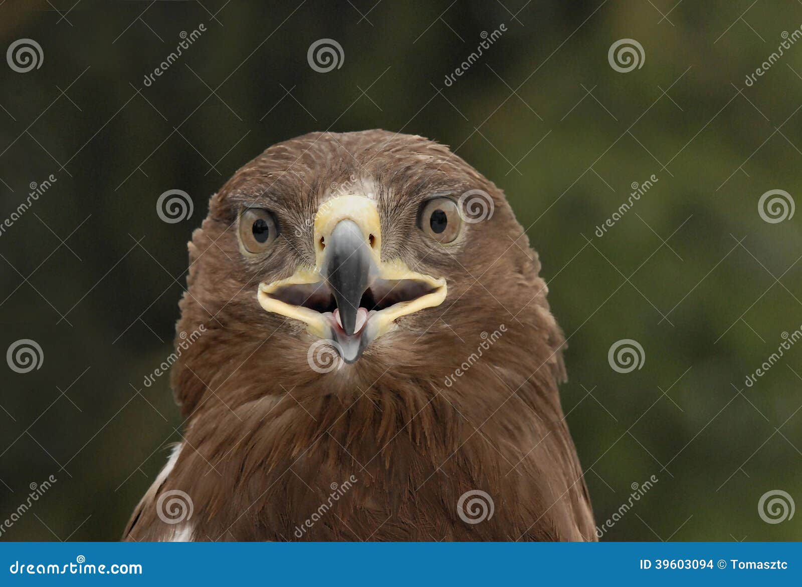 Buzzard stock photo. Image of buzzard, wildlife, animal - 39603094