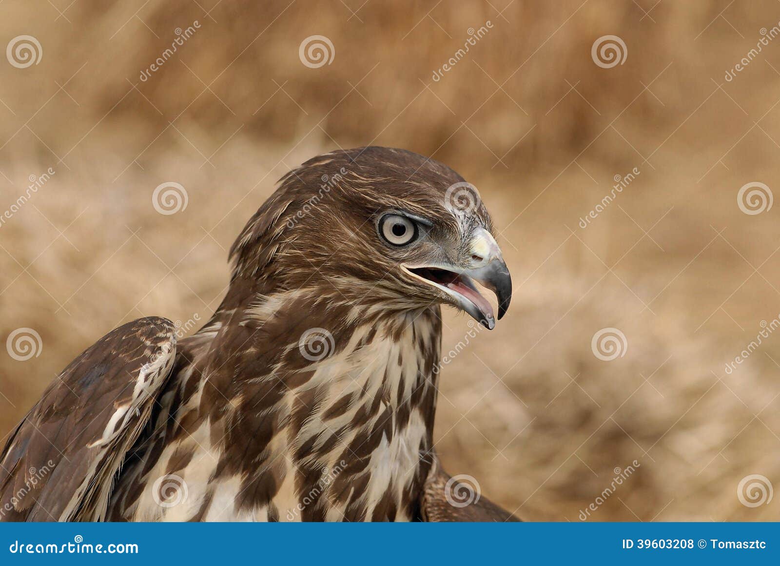 Buzzard stock photo. Image of beast, buzzard, closeup - 39603208