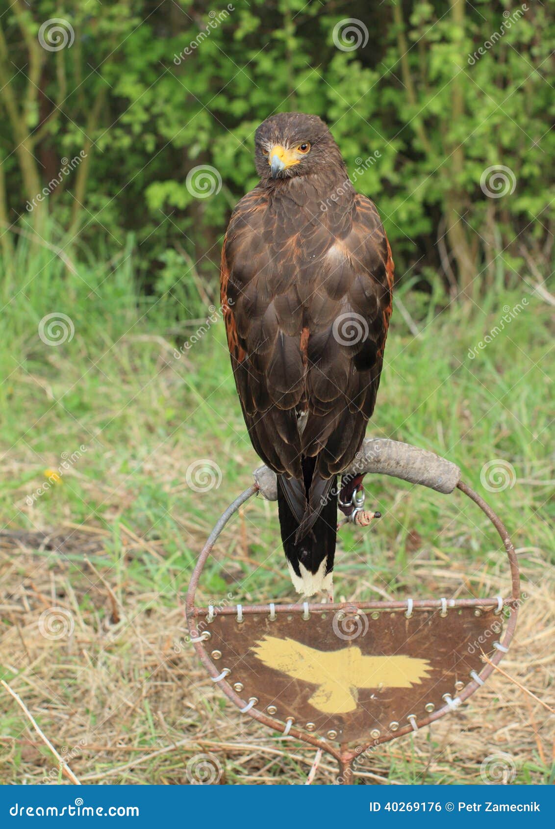 Buzzard stock photo. Image of feathers, standing, perch - 40269176