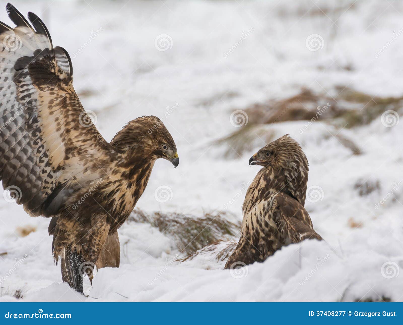 Buzzard stock image. Image of feather, carrion, beauty - 37408277