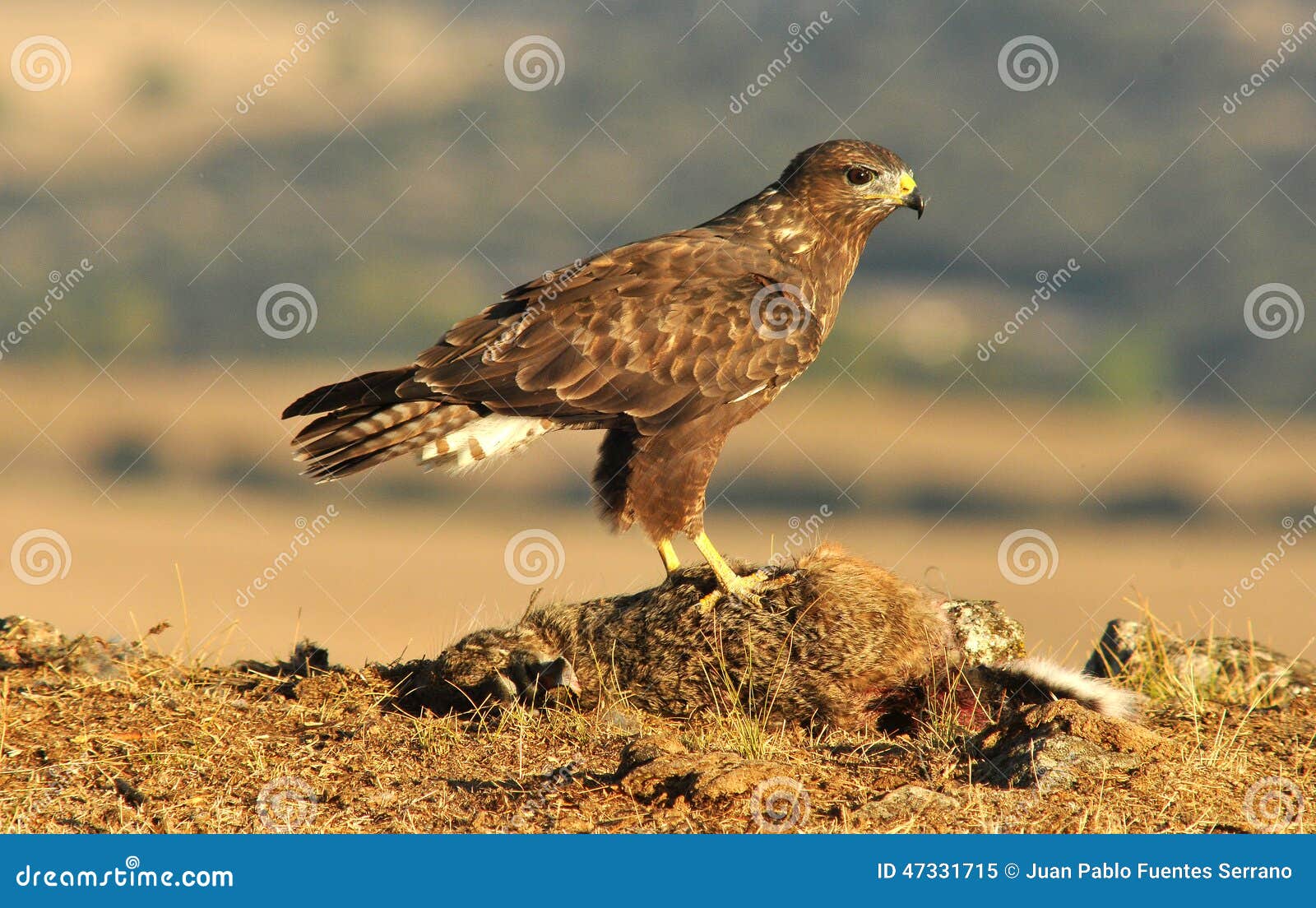 Buzzard Boarded Up Their Prey in the Field Stock Image - Image of ...