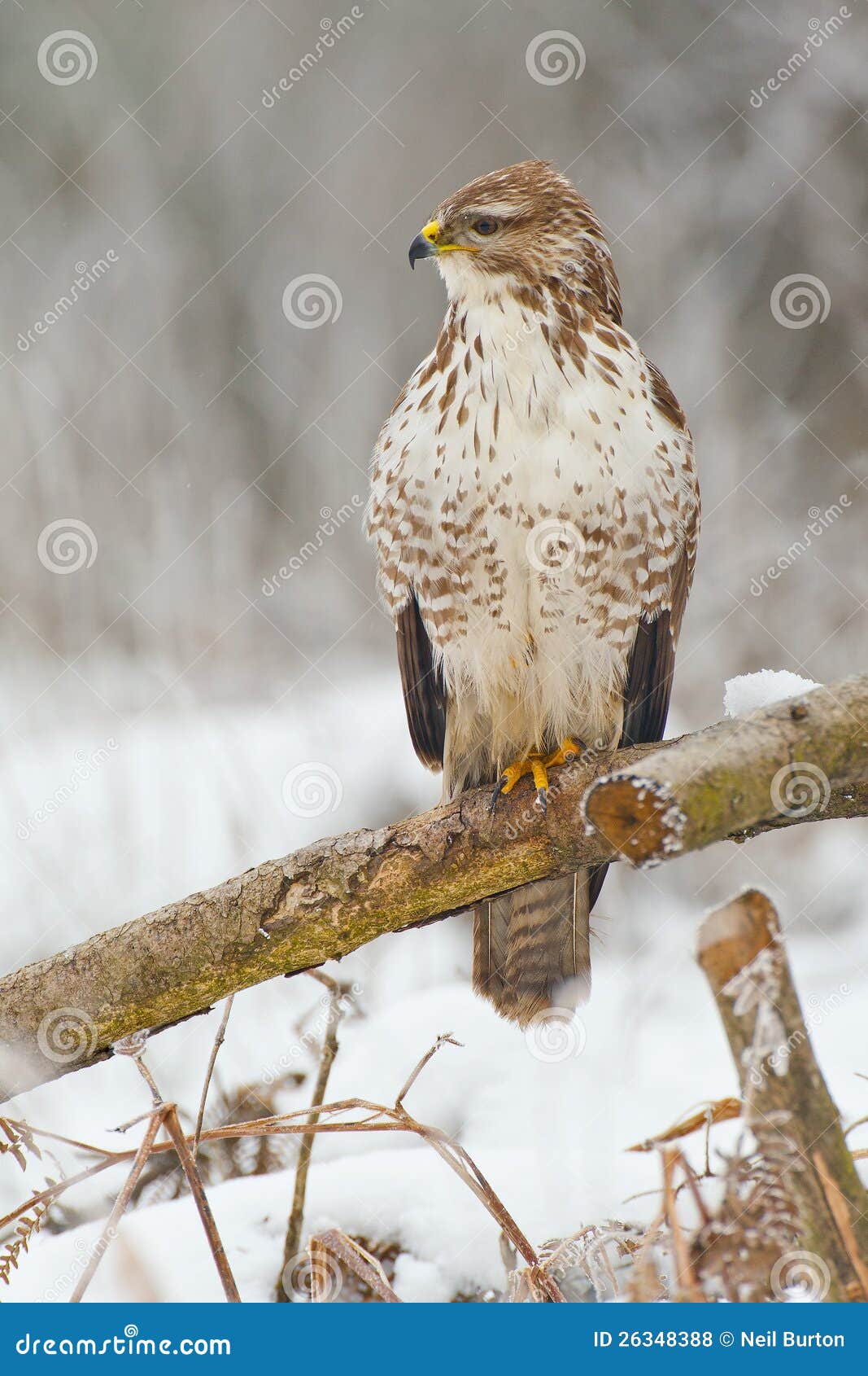 Buzzard on a branch stock photo. Image of winter, cold - 26348388