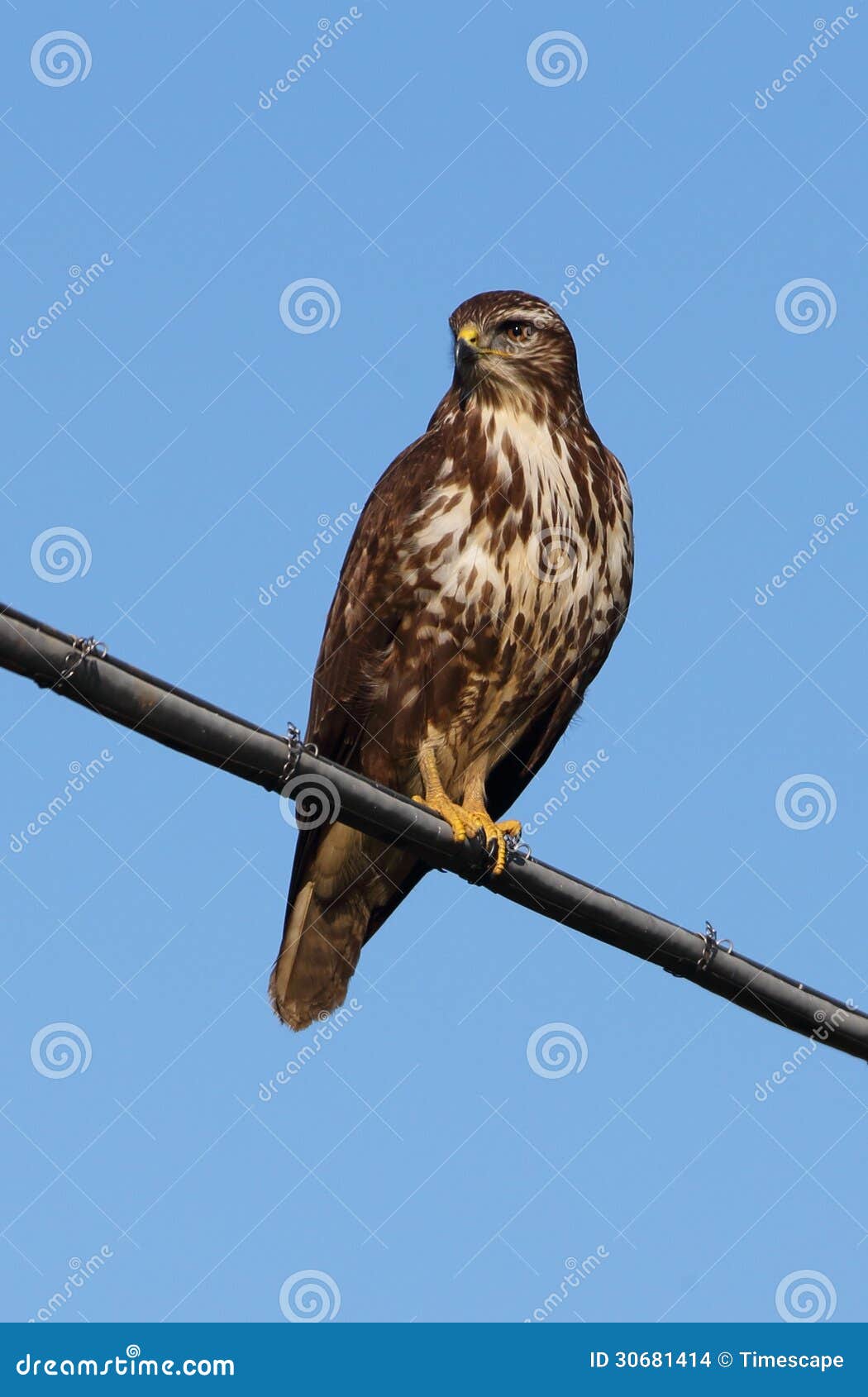 Buzzard or Buteo buteo stock photo. Image of buzzard - 30681414