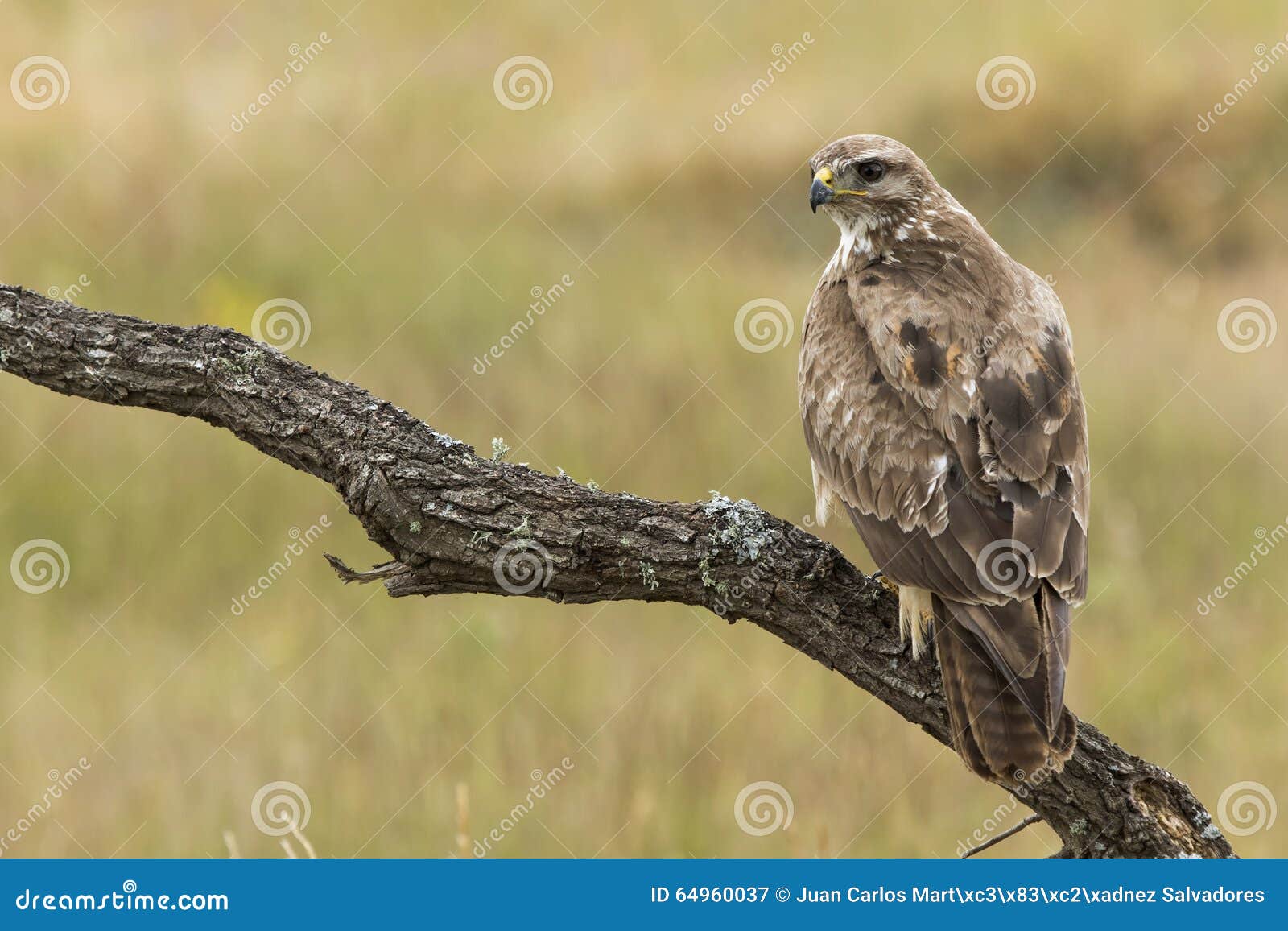 Buzzard, ( Buteo buteo ) stock image. Image of autumn - 64960037