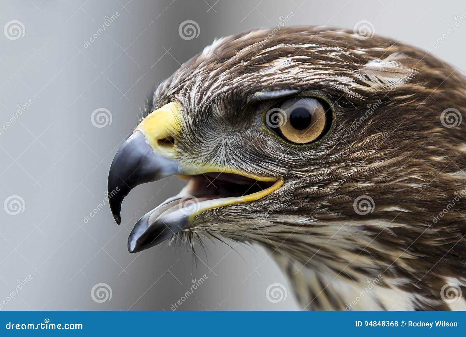 Buzzard Close up stock photo. Image of falcon, aggressive - 94848368
