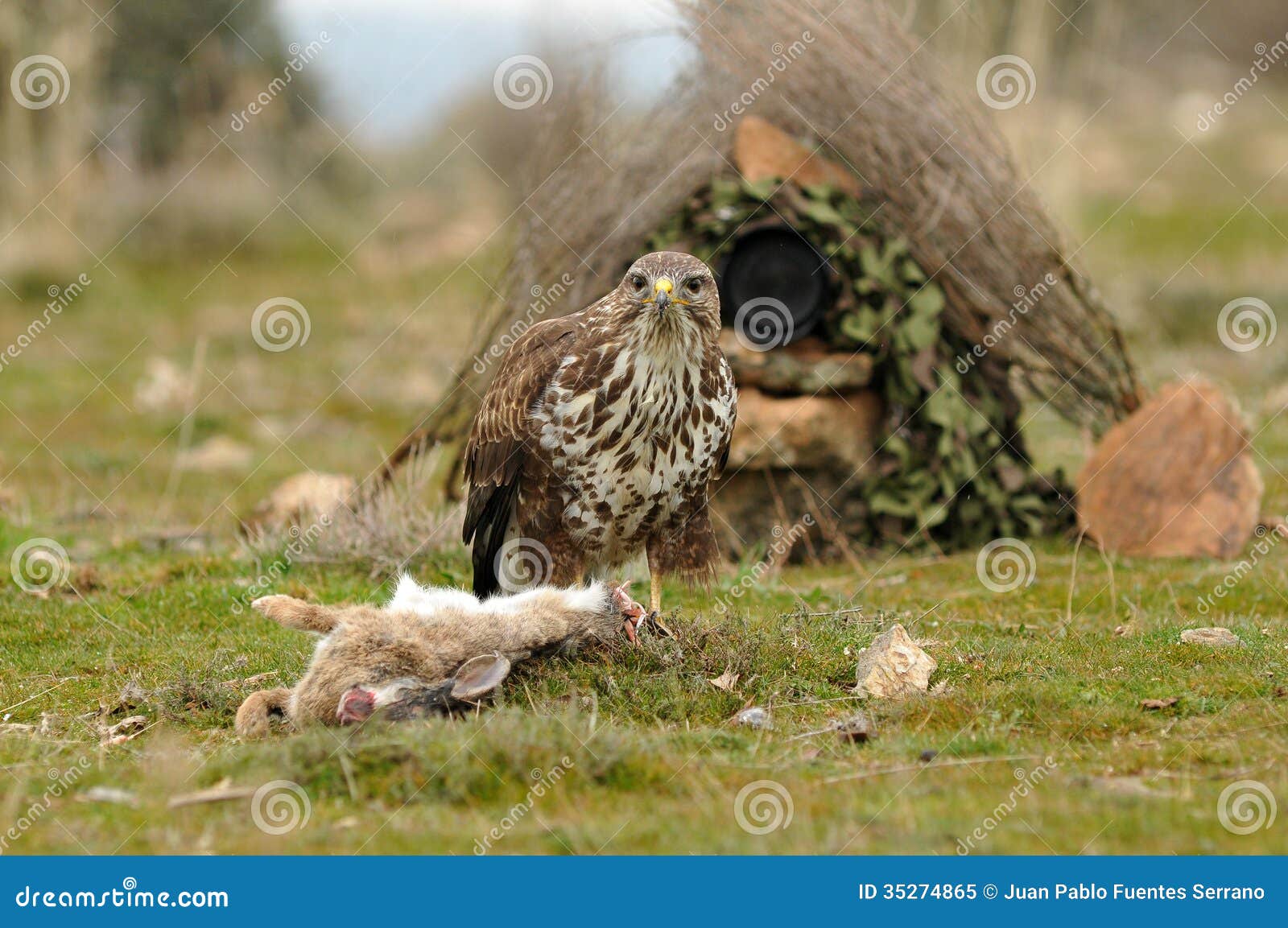 Buzzard, the Dam and the Camera Stock Image - Image of golden, beak ...