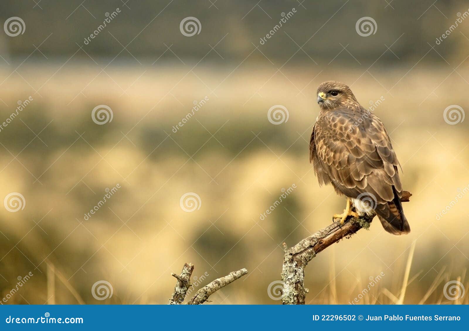 Buzzard on a dead branch stock photo. Image of nature - 22296502