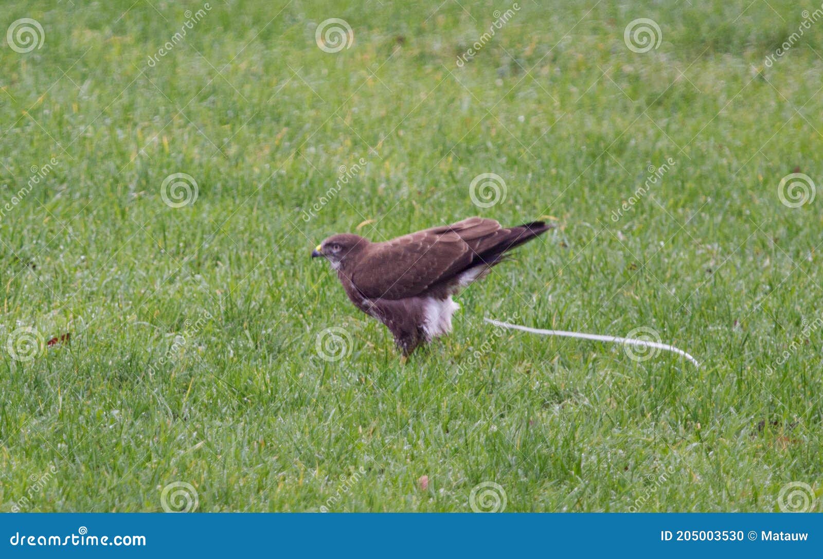 Buzzard defecating stock photo. Image of defecating - 205003530