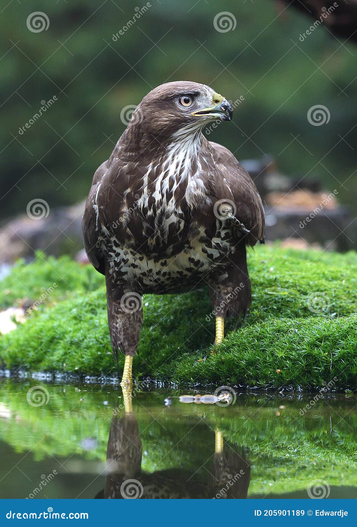 Buzzard in a Dutch Forest, Bird of Prey Stock Image - Image of migrator ...
