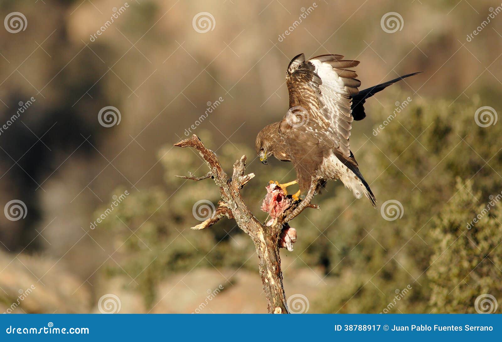 Buzzard eagle eating stock image. Image of golden, nature - 38788917