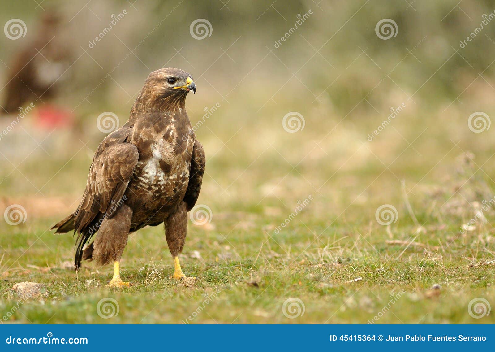 Buzzard eagle stock photo. Image of animal, beaks, wings - 45415364