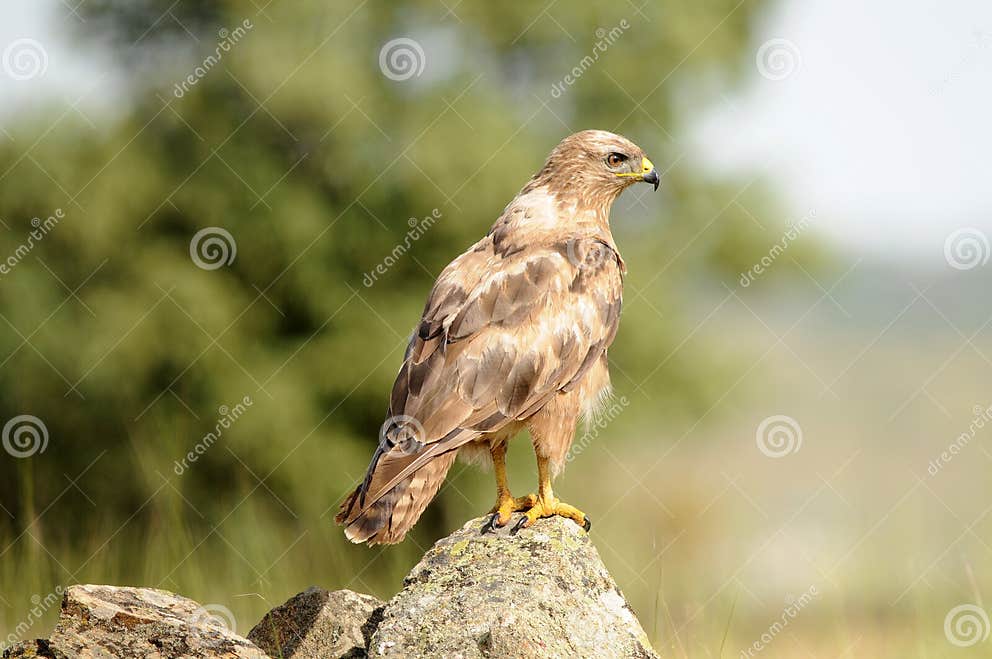 Buzzard Eagle Perched on a Stone Stock Image - Image of wildlife, bird ...