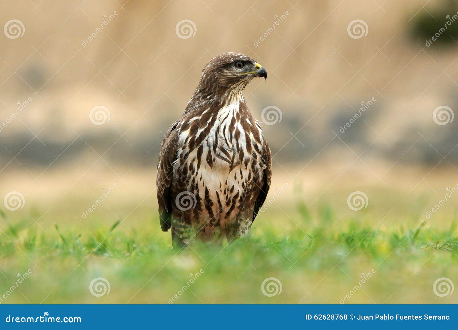Buzzard Eagle Perches on the Grass Stock Photo - Image of nature ...