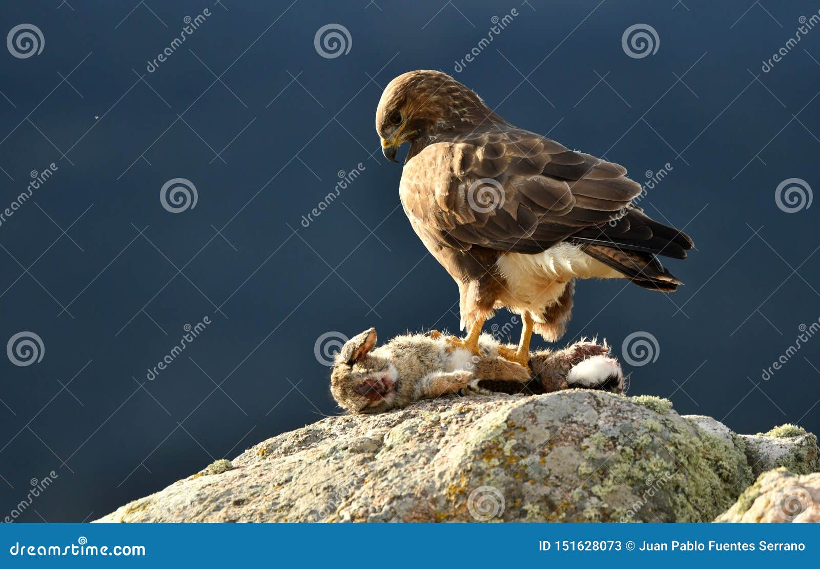 Buzzard eagle stock image. Image of bird, animal, nature - 151628073