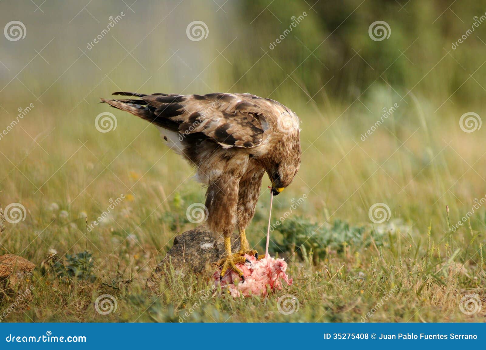 Buzzard Eating Carrion in the Field Stock Photo - Image of legs ...