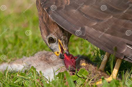 Buzzard eating prey stock image. Image of england, rabbit - 16153579