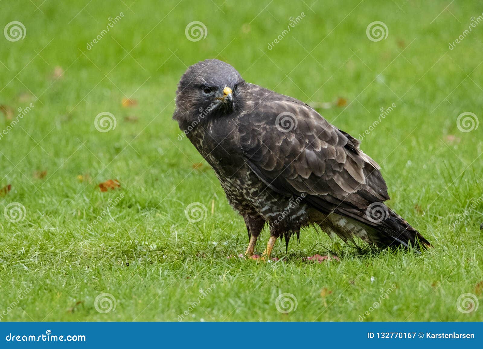 Buzzard eating prey stock image. Image of hunter, carnivore - 132770167