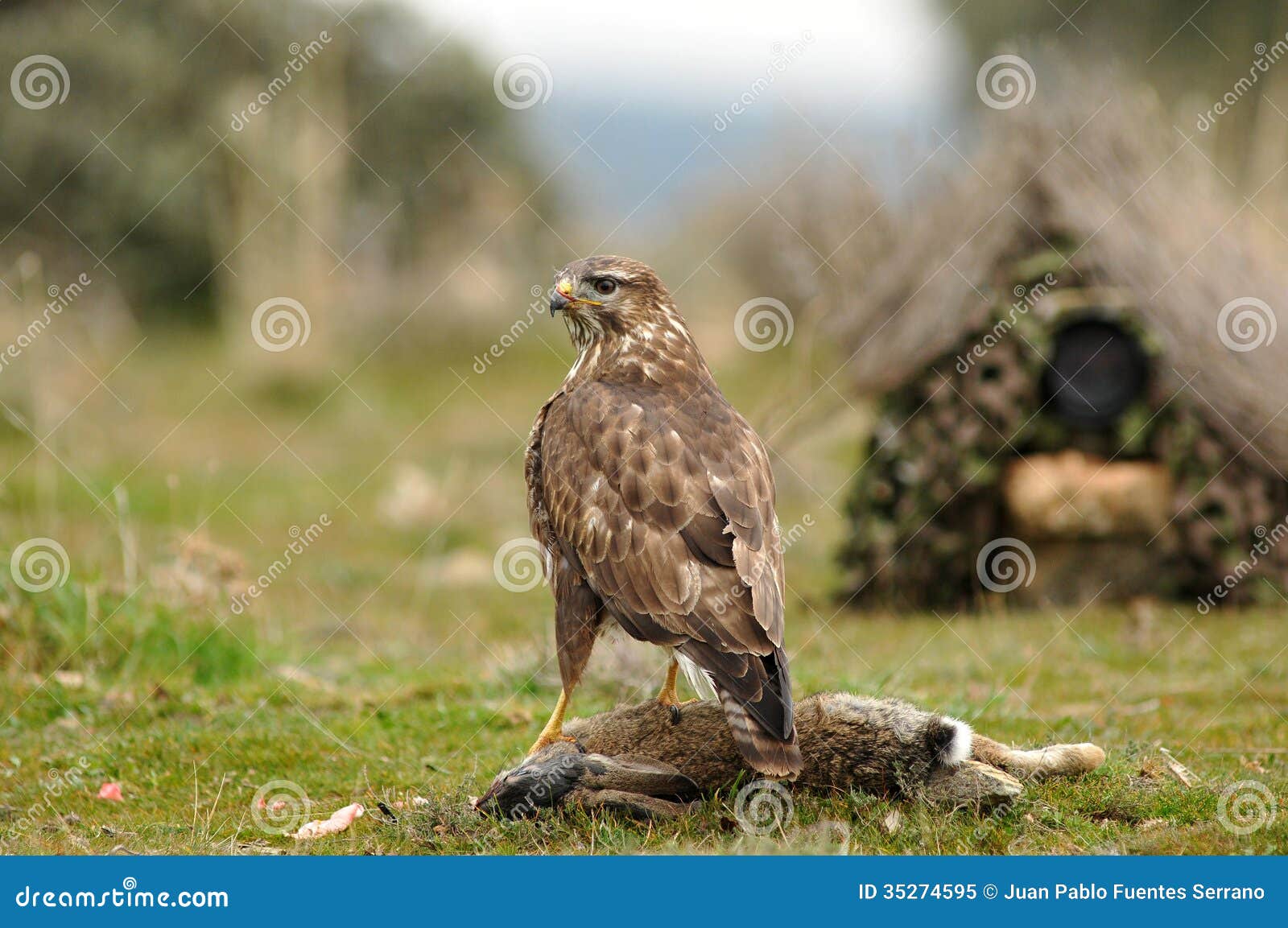 Buzzard eating a rabbit stock image. Image of eagles - 35274595