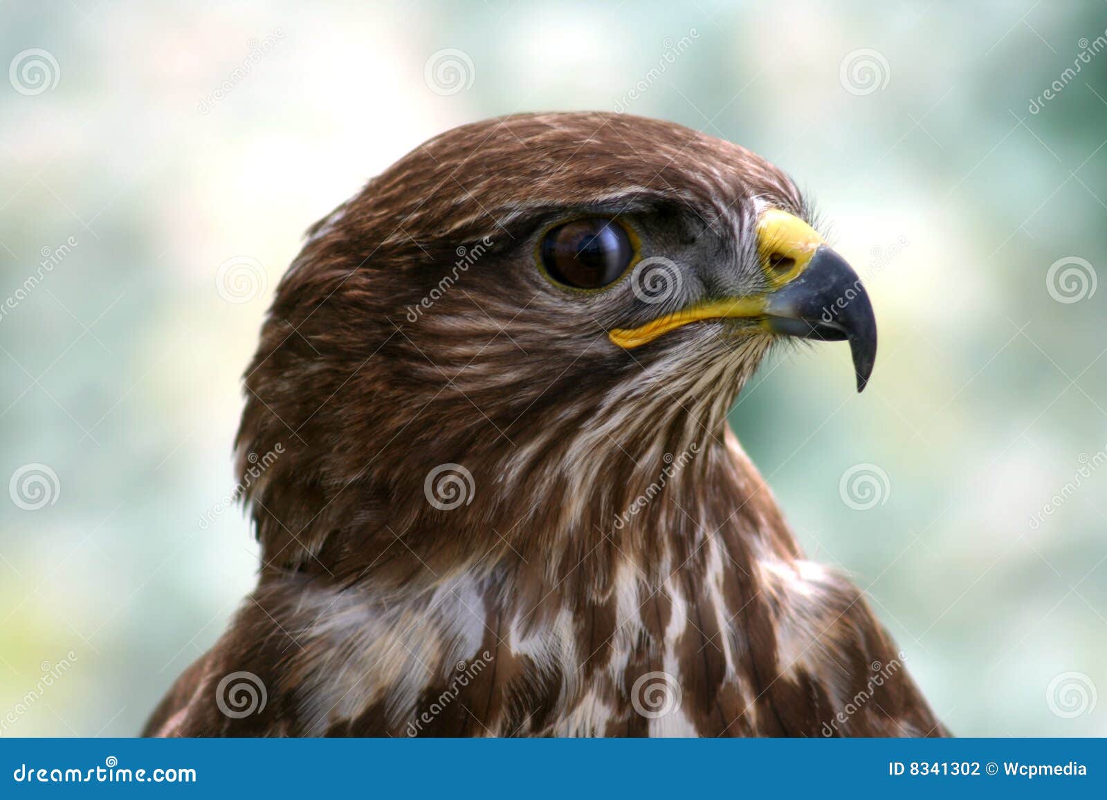 Buzzard Face stock photo. Image of bird, feathers, nostril - 8341302