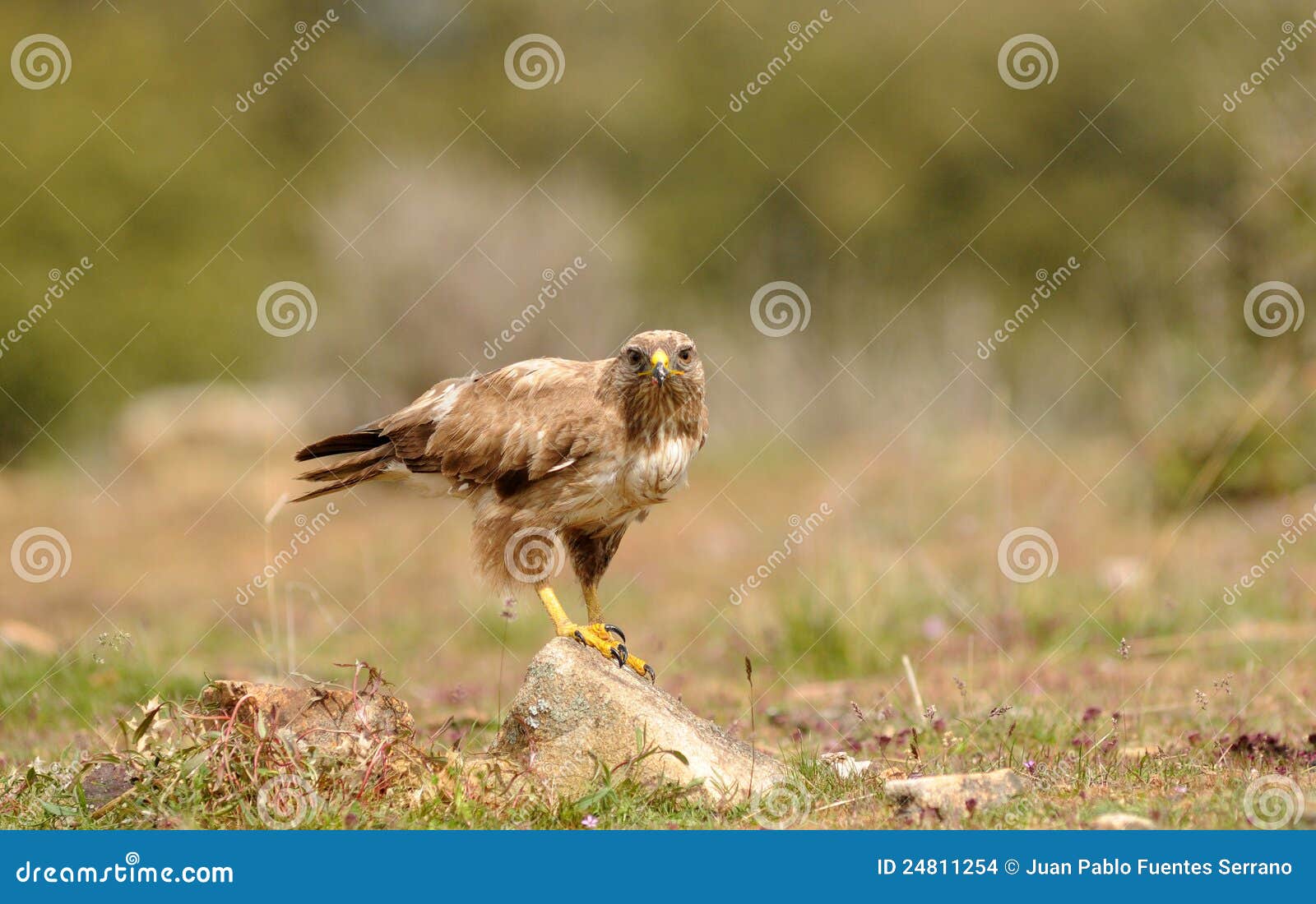 Buzzard feather-light stock photo. Image of animal, raptors - 24811254