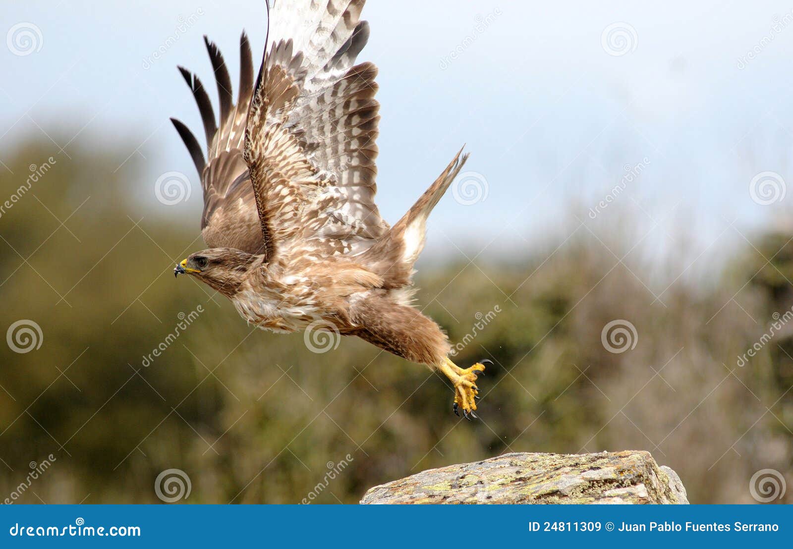 A buzzard feather-light stock image. Image of animal - 24811309