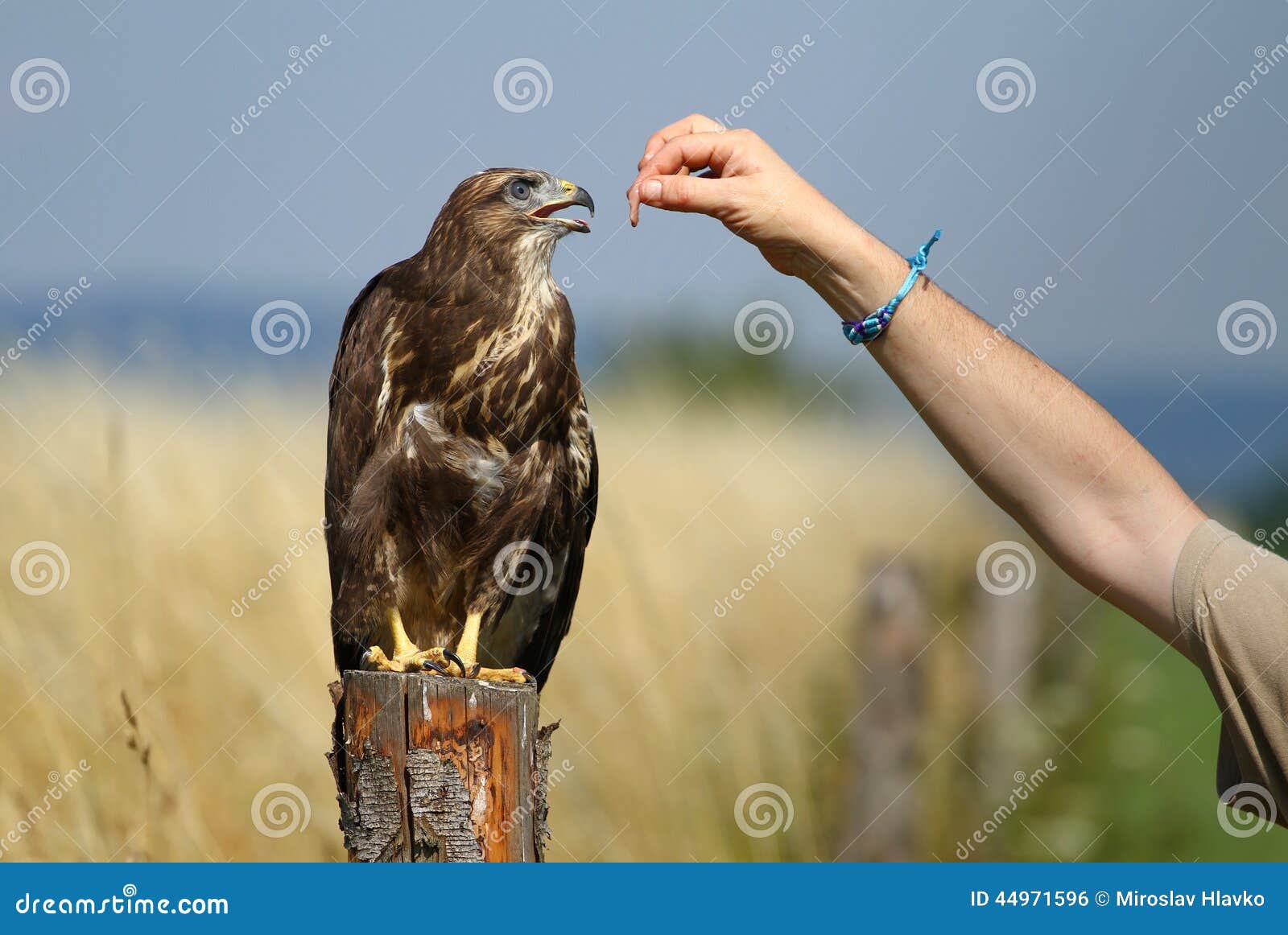 Buzzard feeding stock photo. Image of feather, wildlife - 44971596