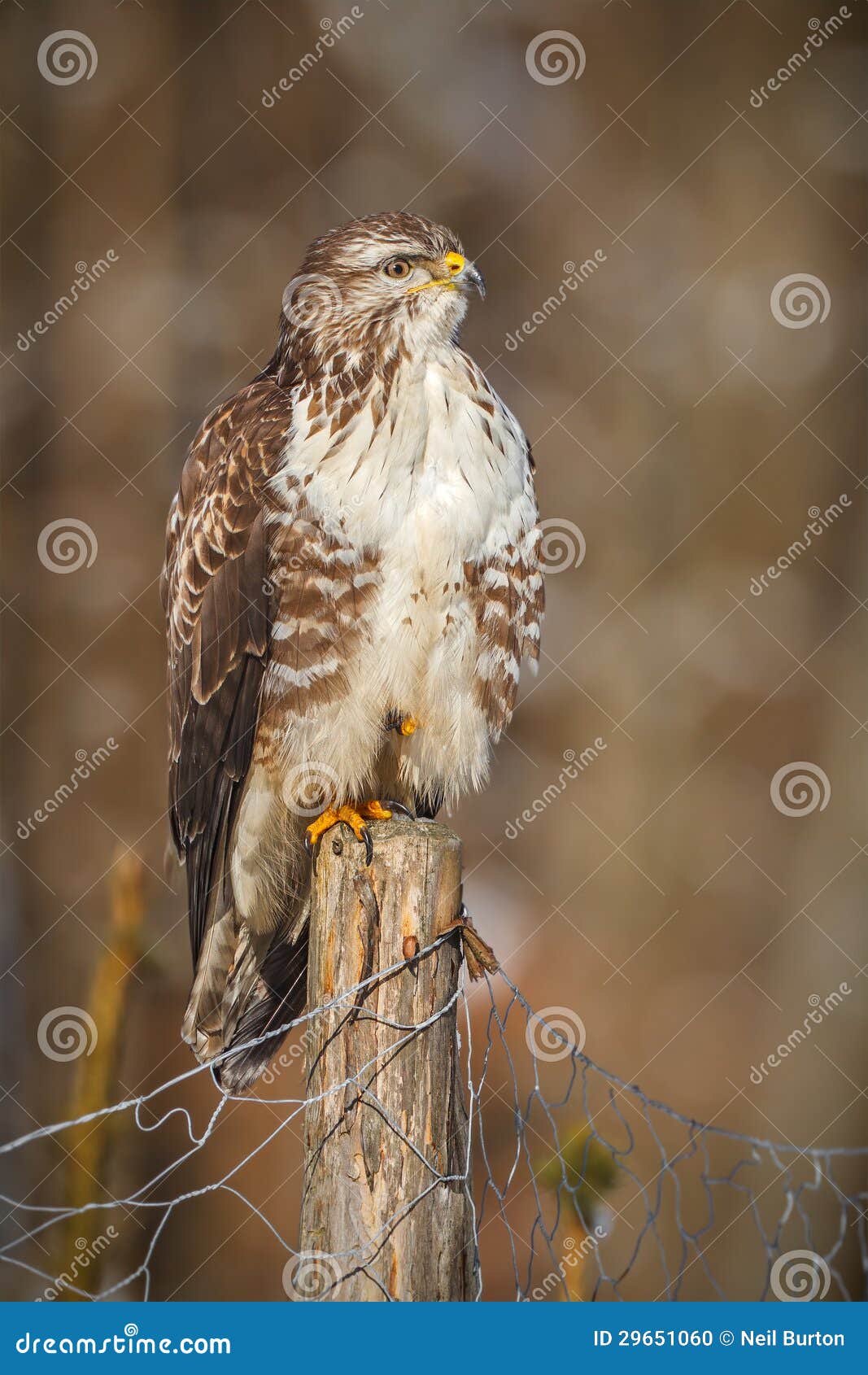Buzzard on the fence stock photo. Image of nature, wild - 29651060