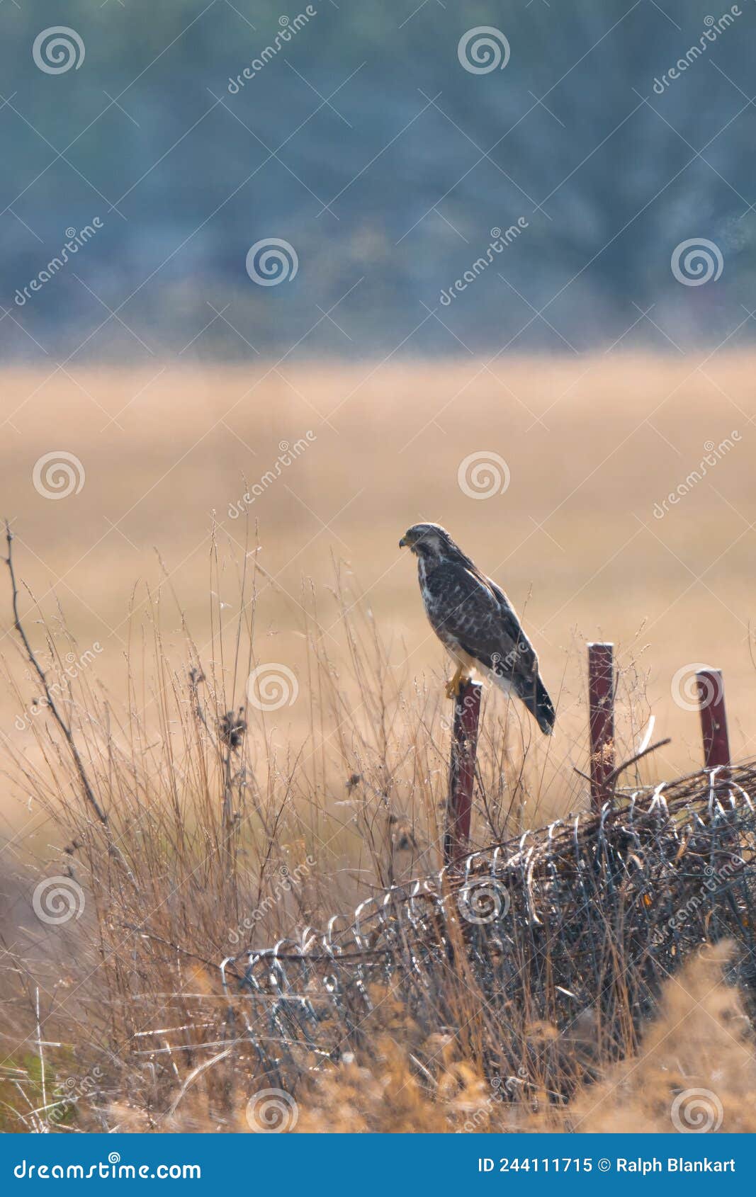 Buzzard on a Fence Post at the Edge of the Field. Stock Image - Image ...