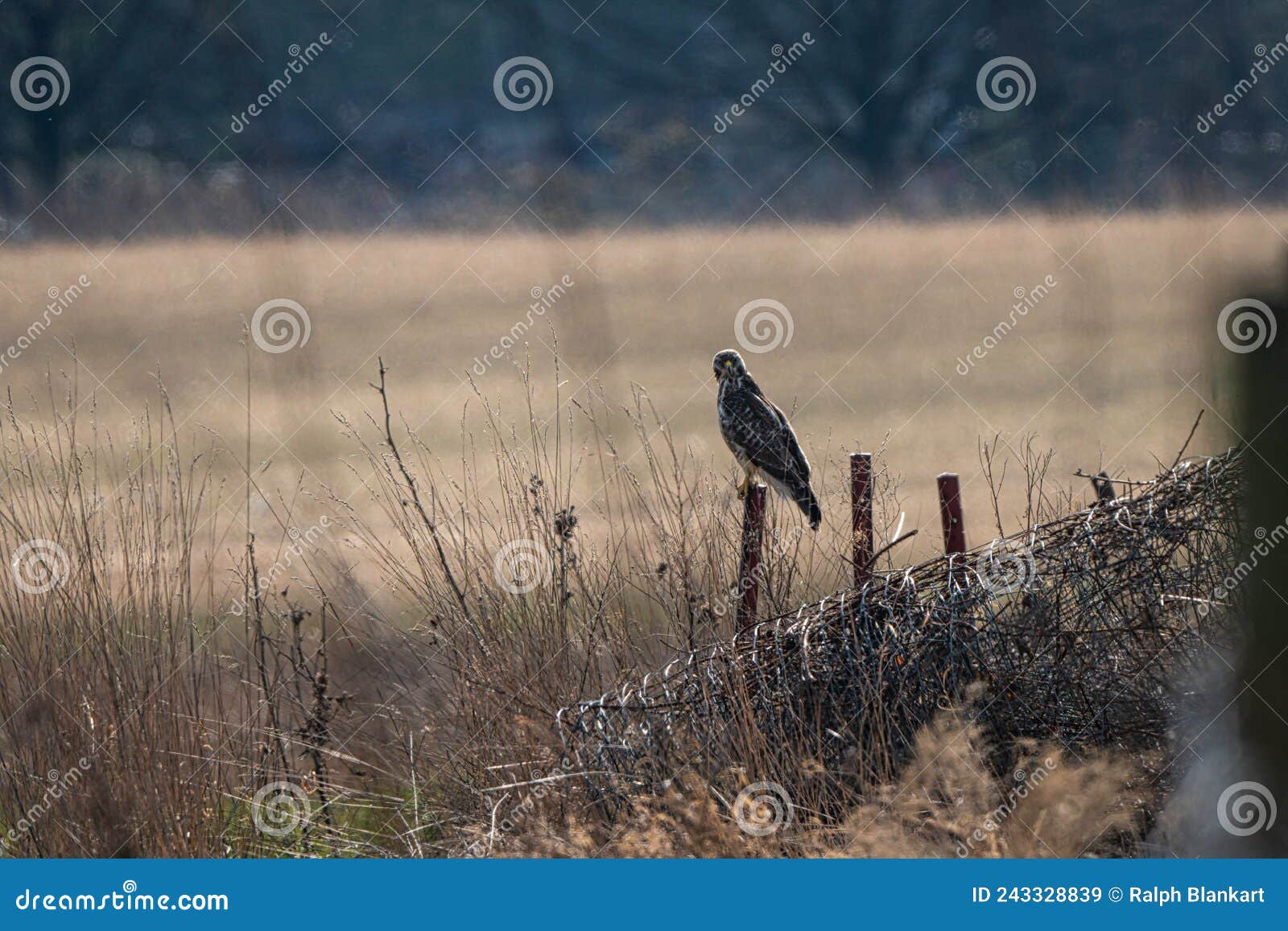 Buzzard on a Fence Post at the Edge of the Field. Stock Image - Image ...
