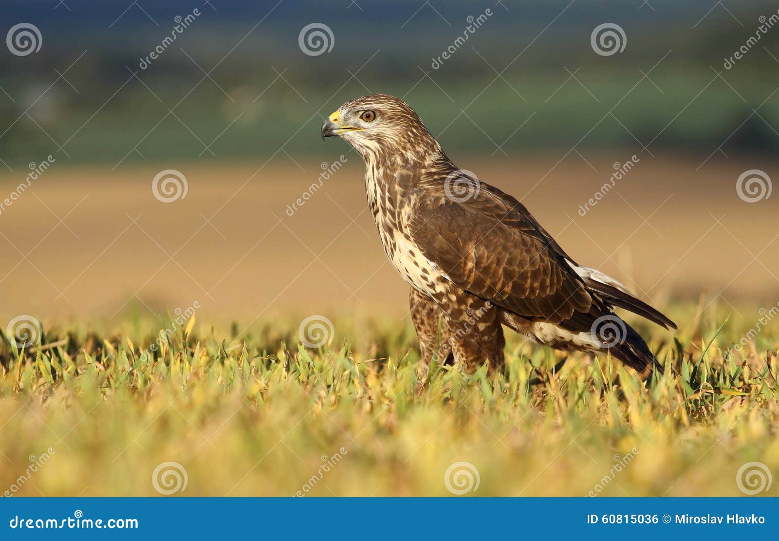 Buzzard on field stock photo. Image of wildlife, flanker - 60815036