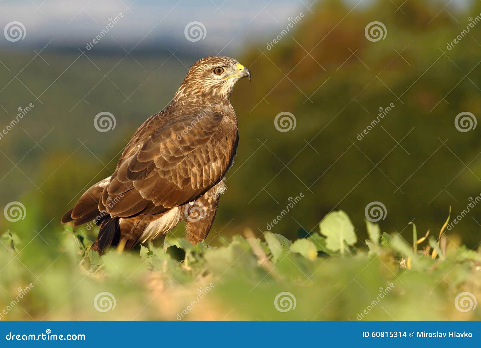 Buzzard on field stock photo. Image of dangerous, flanker - 60815314