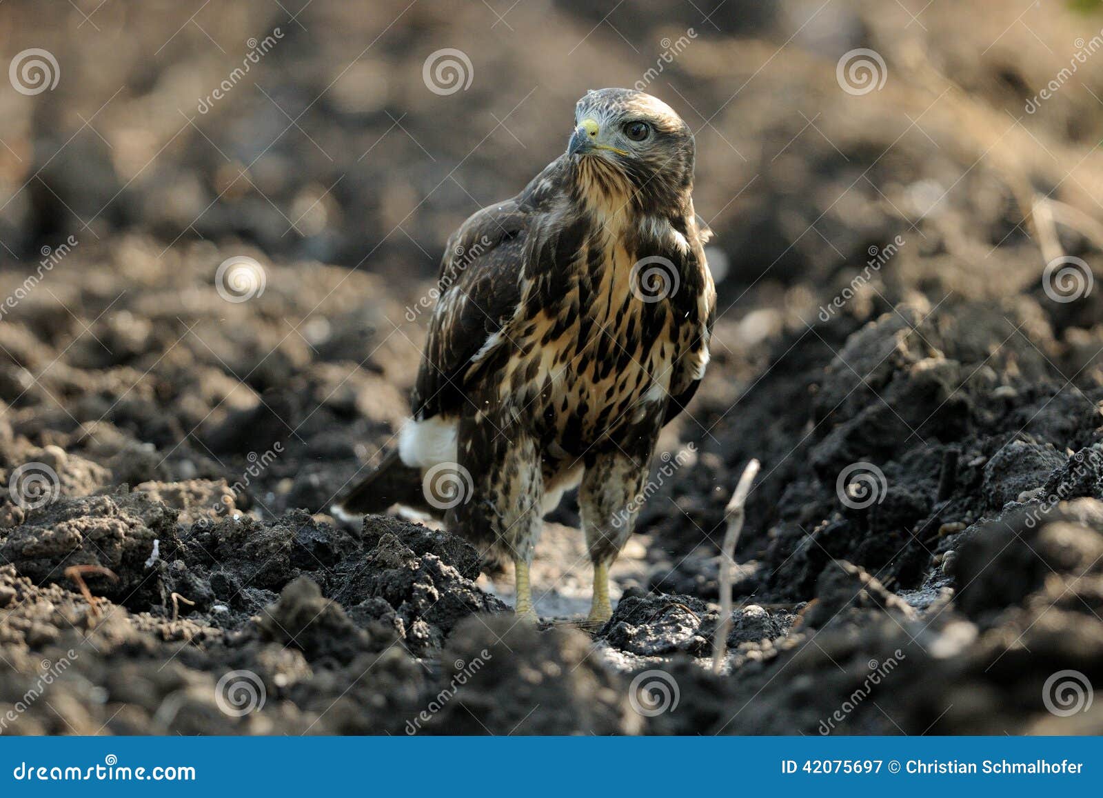Buzzard in a Field stock image. Image of common, wing - 42075697