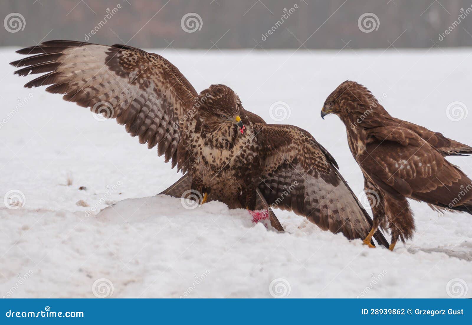 Buzzard fight stock photo. Image of feather, food, carrion - 28939862