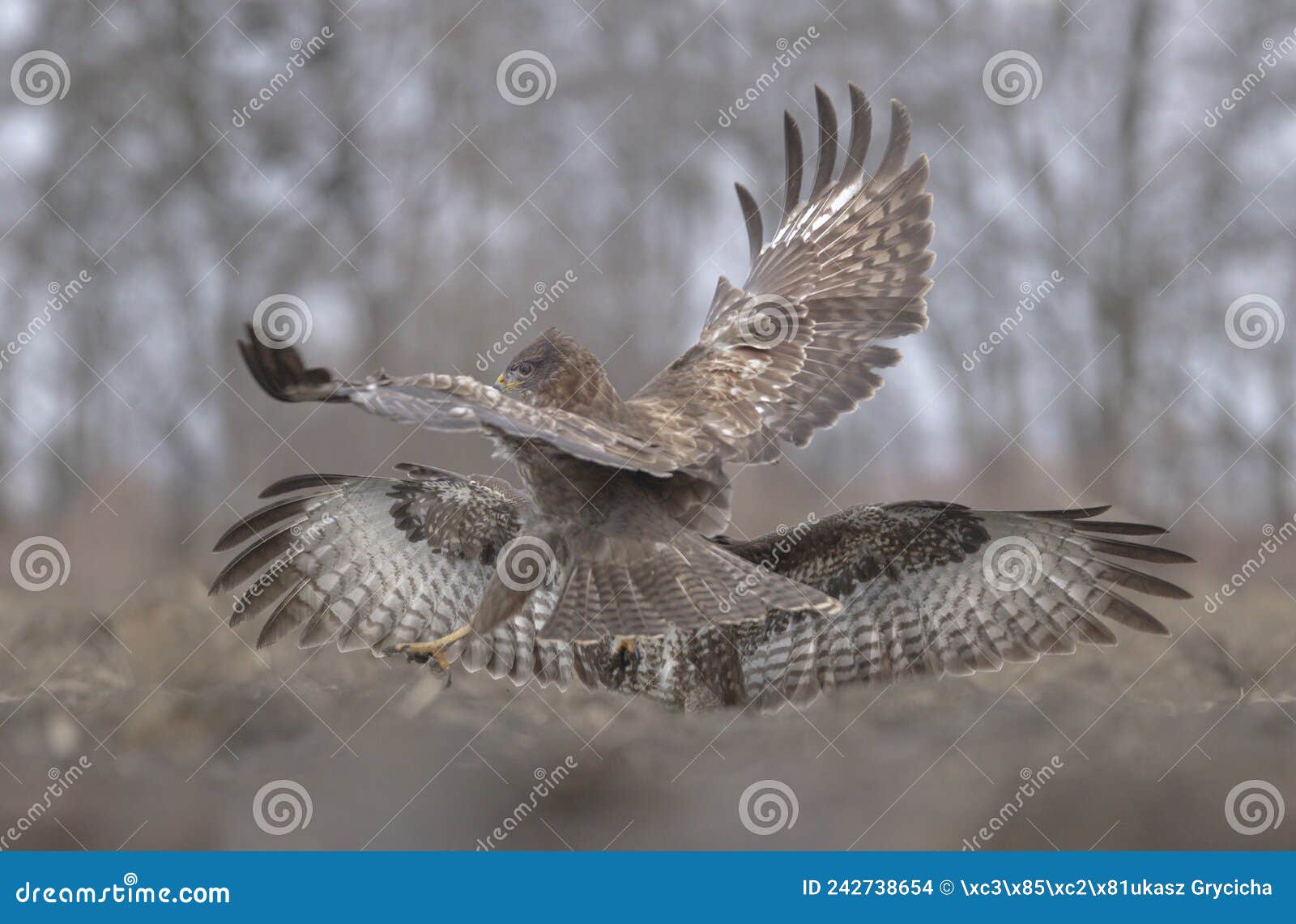 Buzzard in fight stock photo. Image of predators, buzzards - 242738654