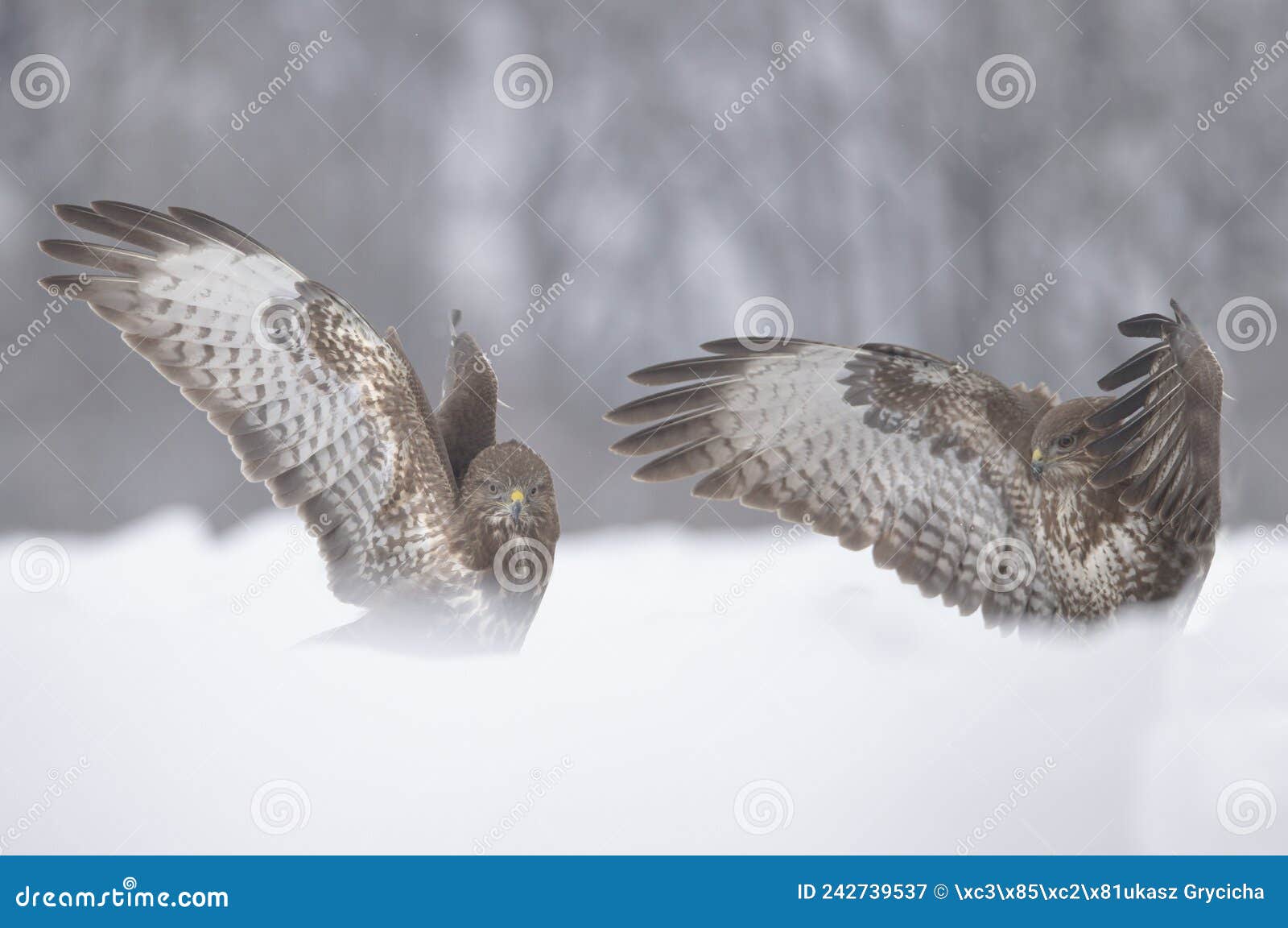 Buzzard in fight stock image. Image of environment, poland - 242739537