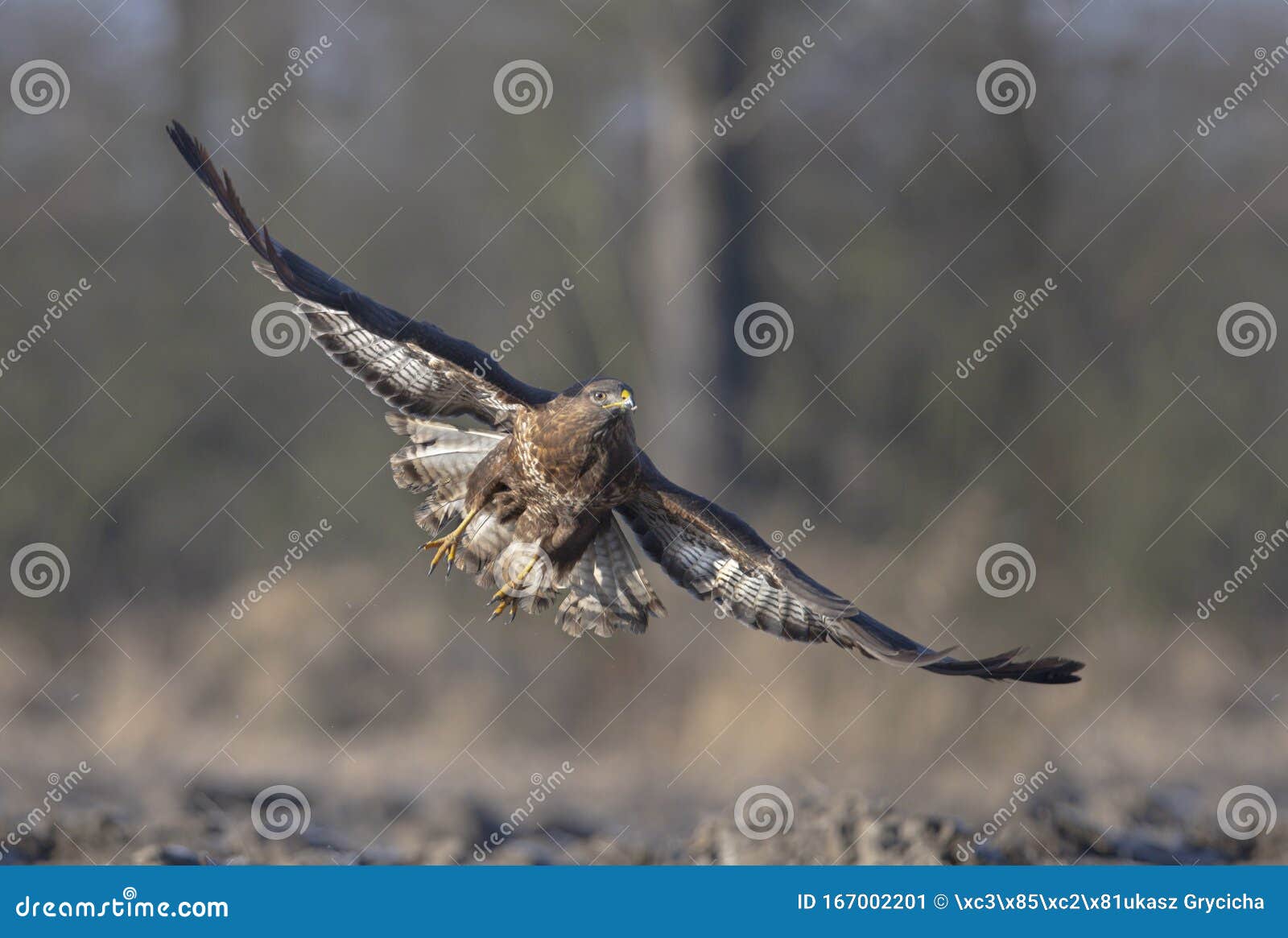 Buzzard flies stock image. Image of buzzards, nature - 167002201