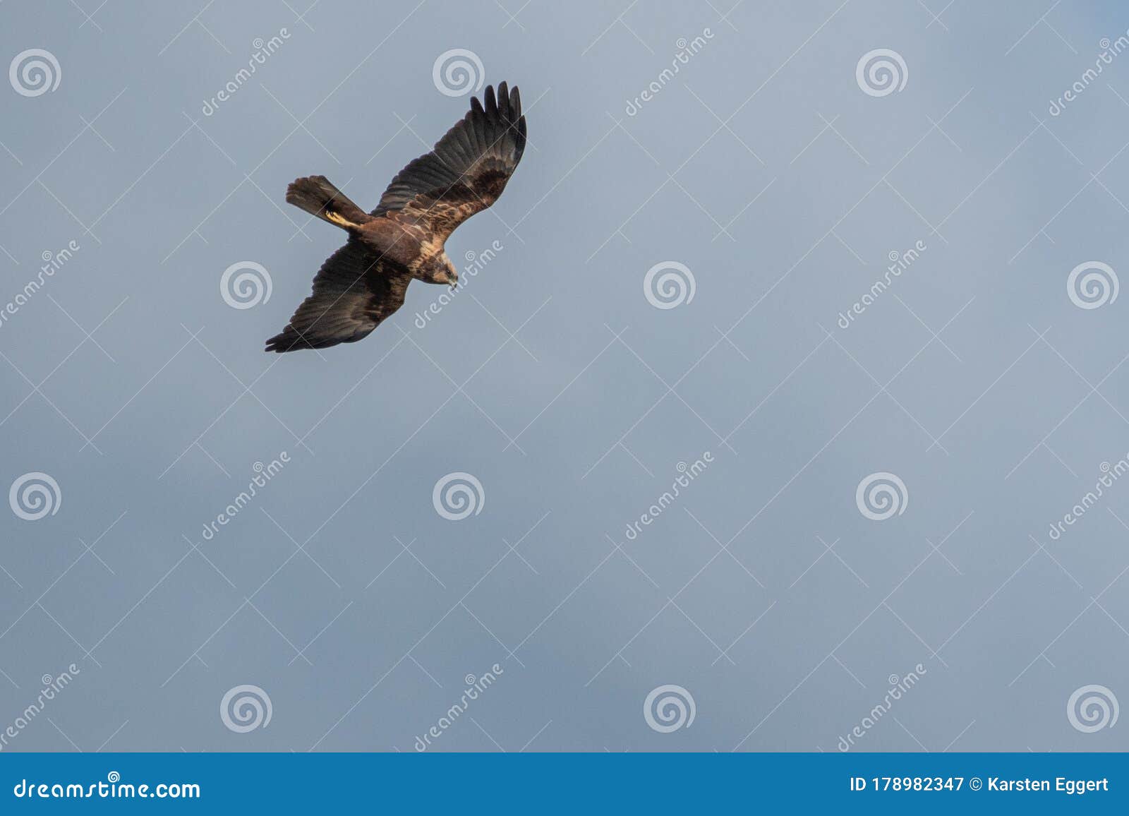 Buzzard Flies in the Sky Looking for Prey Stock Image - Image of ...