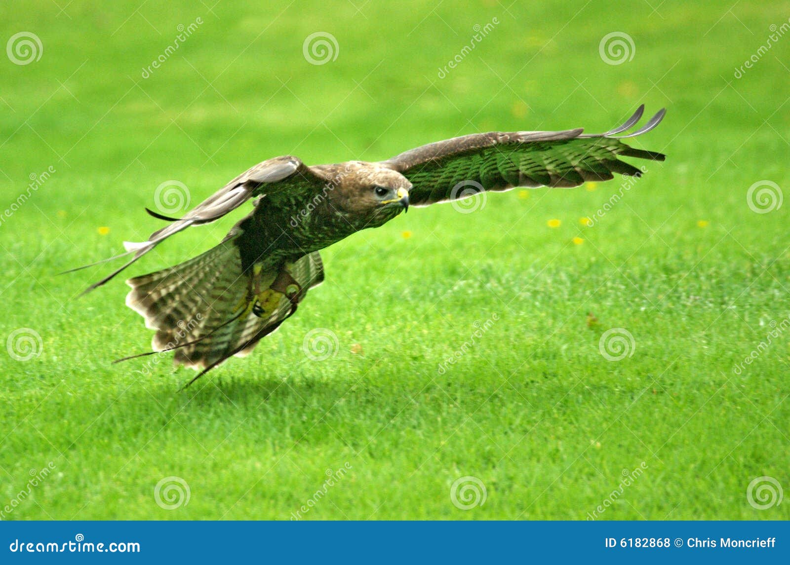 Buzzard in flight 2 stock photo. Image of buzzards, wing - 6182868