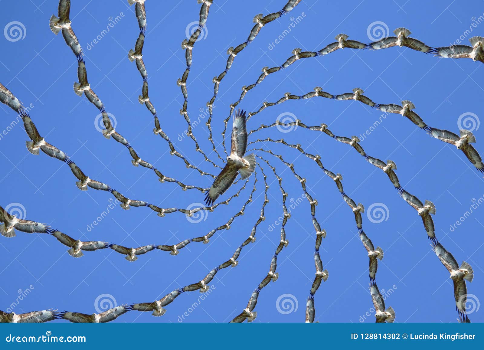 Buzzard in flight stock photo. Image of prey, flight - 128814302