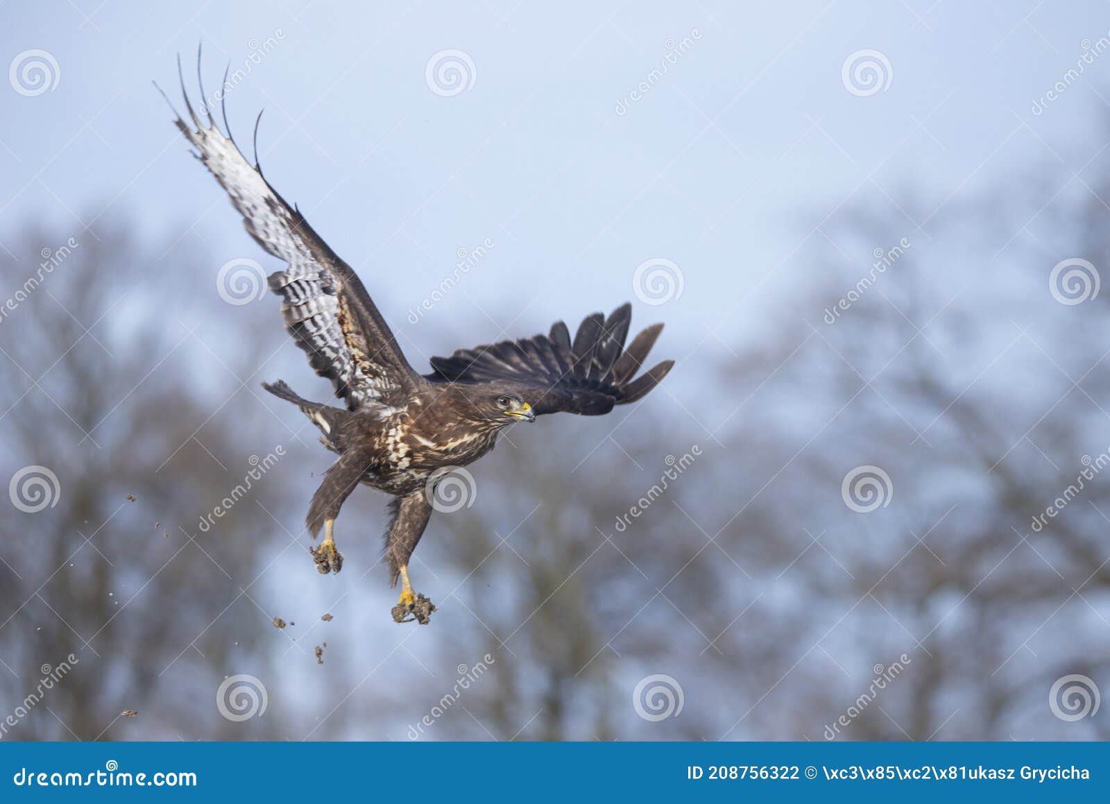 Set Of Buzzard In Flight Isolated On White. Buteo Rufinus Royalty-Free ...