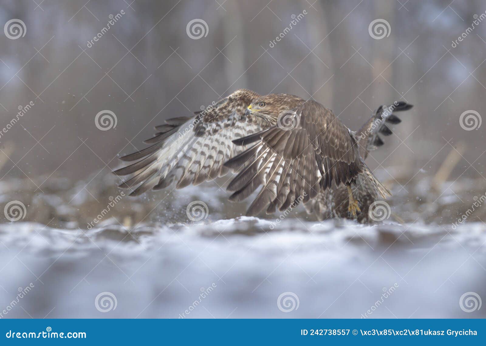Buzzard in flight stock image. Image of buzzard, feathers - 242738557